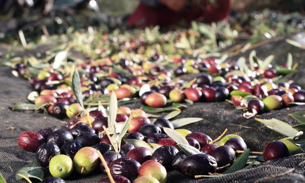 Olive oil acidity: Why less is better? | Bertolli Olive Oil